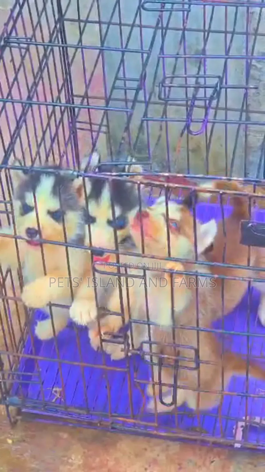 1-3 months Female Purebred Siberian Husky in Ikorodu - Dogs & Puppies ...