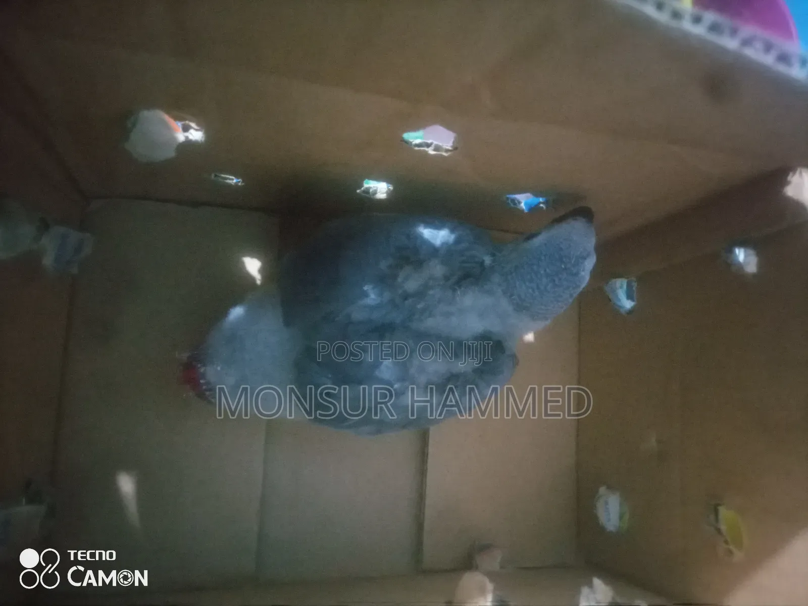 Calm Baby Bird in Alimosho - Birds, Monsur Hammed | Jiji.ng