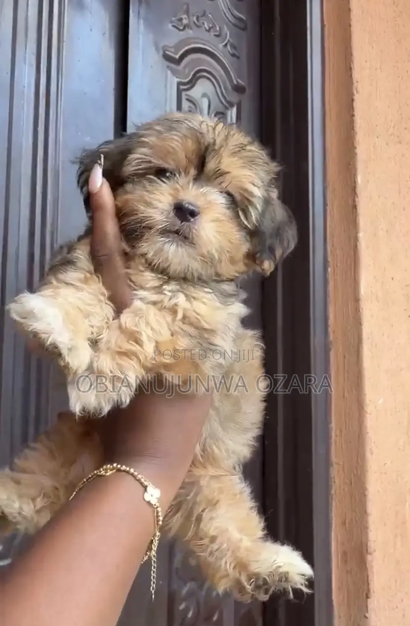 0-1 month Female Purebred Lhasa Apso in Ogun State - Dogs & Puppies ...
