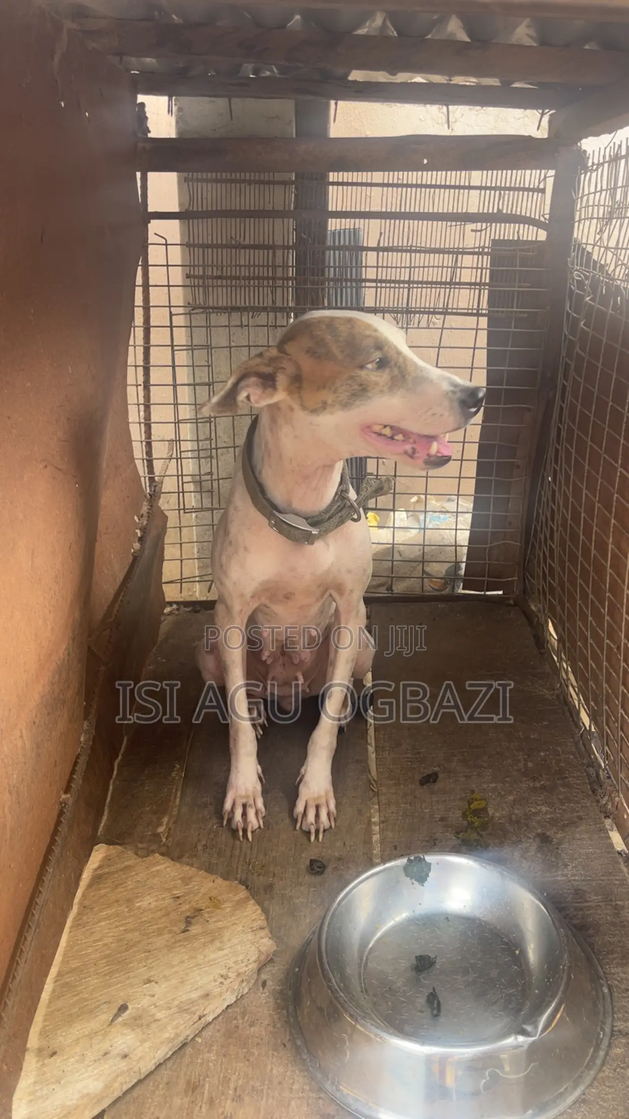 1+ year Female Mixed Breed American Pit Bull Terrier in Oshimili South ...