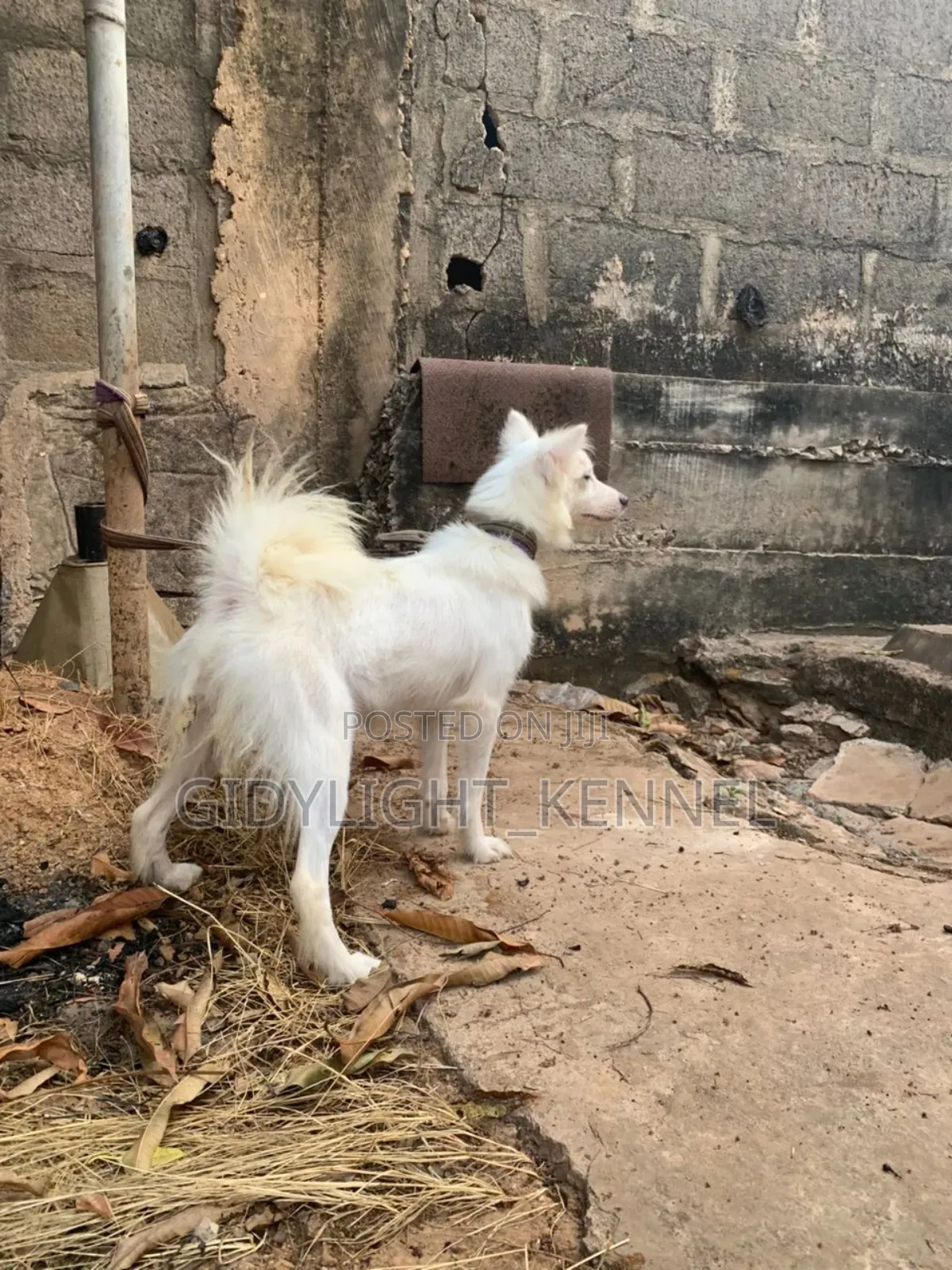 1+ year Female Purebred American Eskimo in Enugu - Dogs & Puppies, Gidy ...