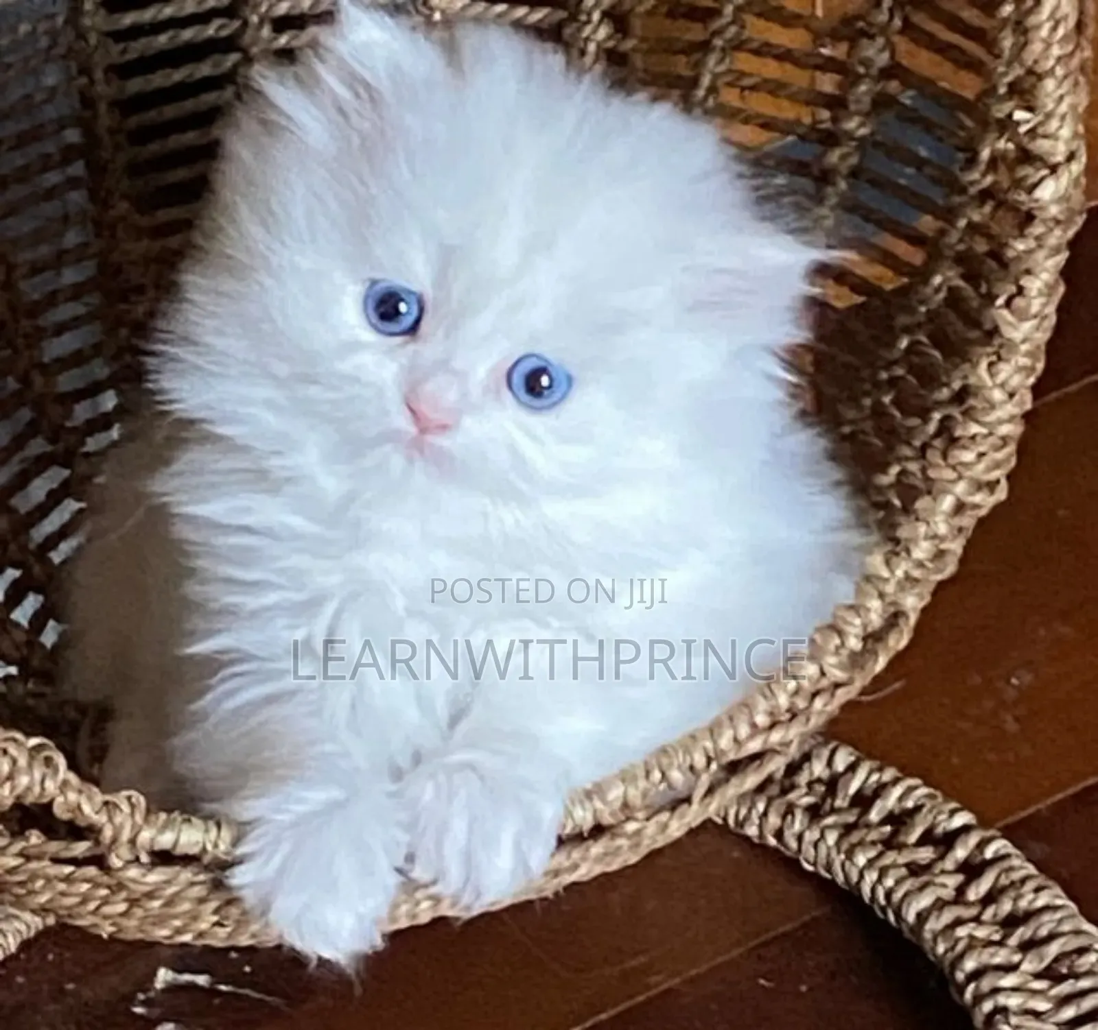 1-3 months Female Purebred Persian in Victoria Island - Cats & Kittens ...