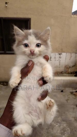 3-6 months Male Purebred Turkish Angora in Kosofe - Cats & Kittens ...