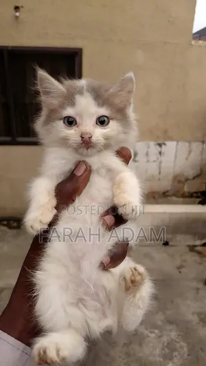 3-6 months Male Purebred Turkish Angora in Kosofe - Cats & Kittens ...