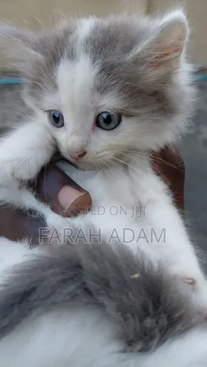 3-6 months Male Purebred Turkish Angora in Kosofe - Cats & Kittens ...