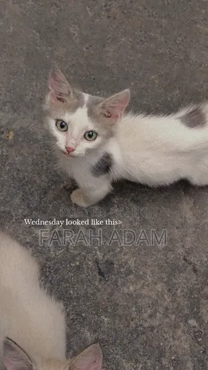 3-6 months Male Purebred Turkish Angora in Kosofe - Cats & Kittens ...