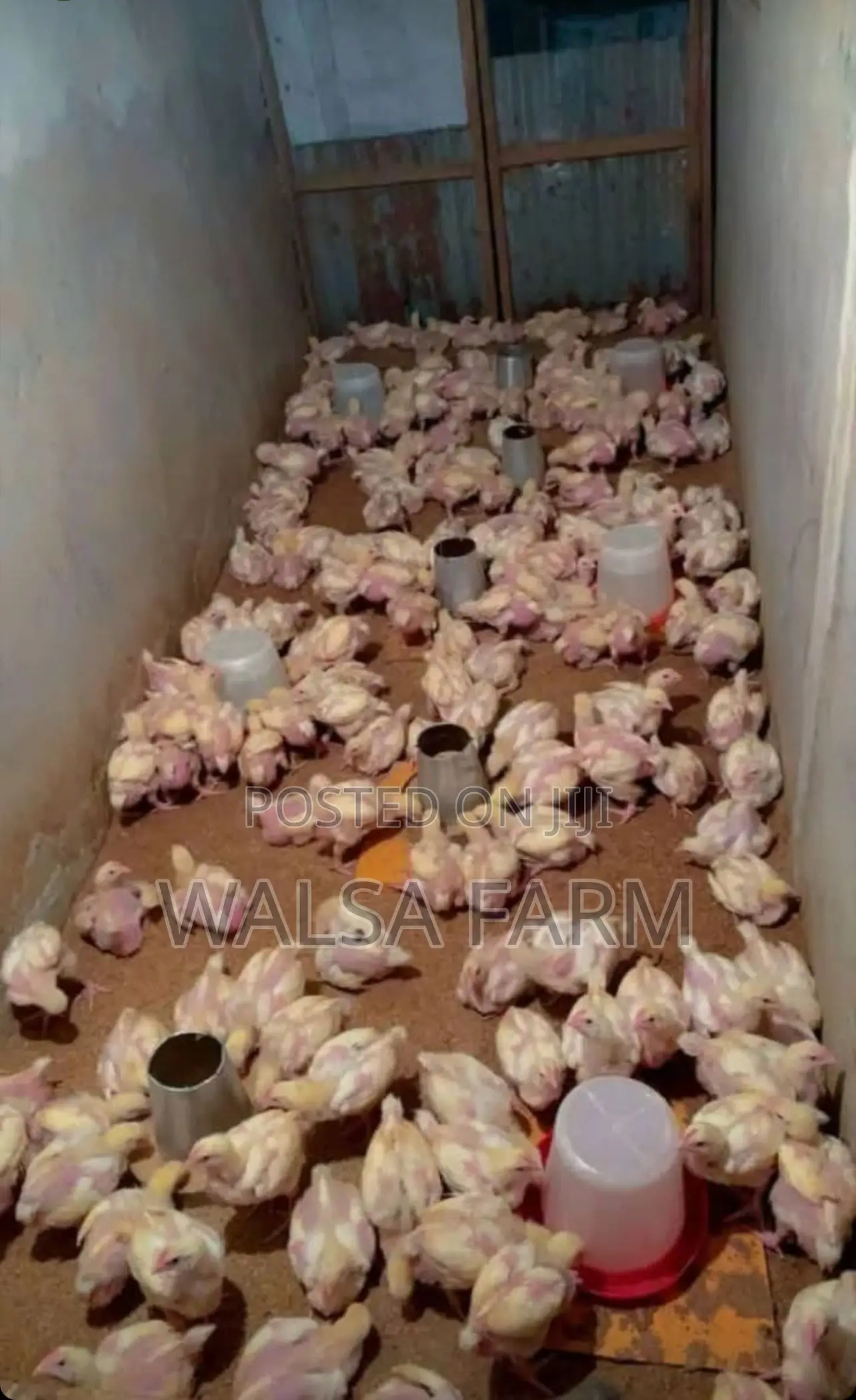 3 Weeks Broilers Is Available in Ilorin South - Farm Animals, Sunmonu ...