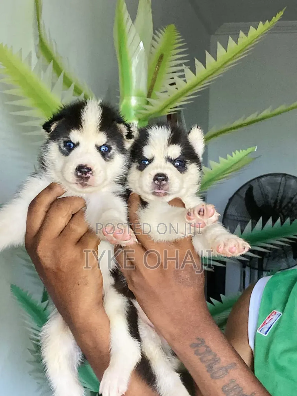 1-3 months Female Purebred Siberian Husky in Port-Harcourt - Dogs ...