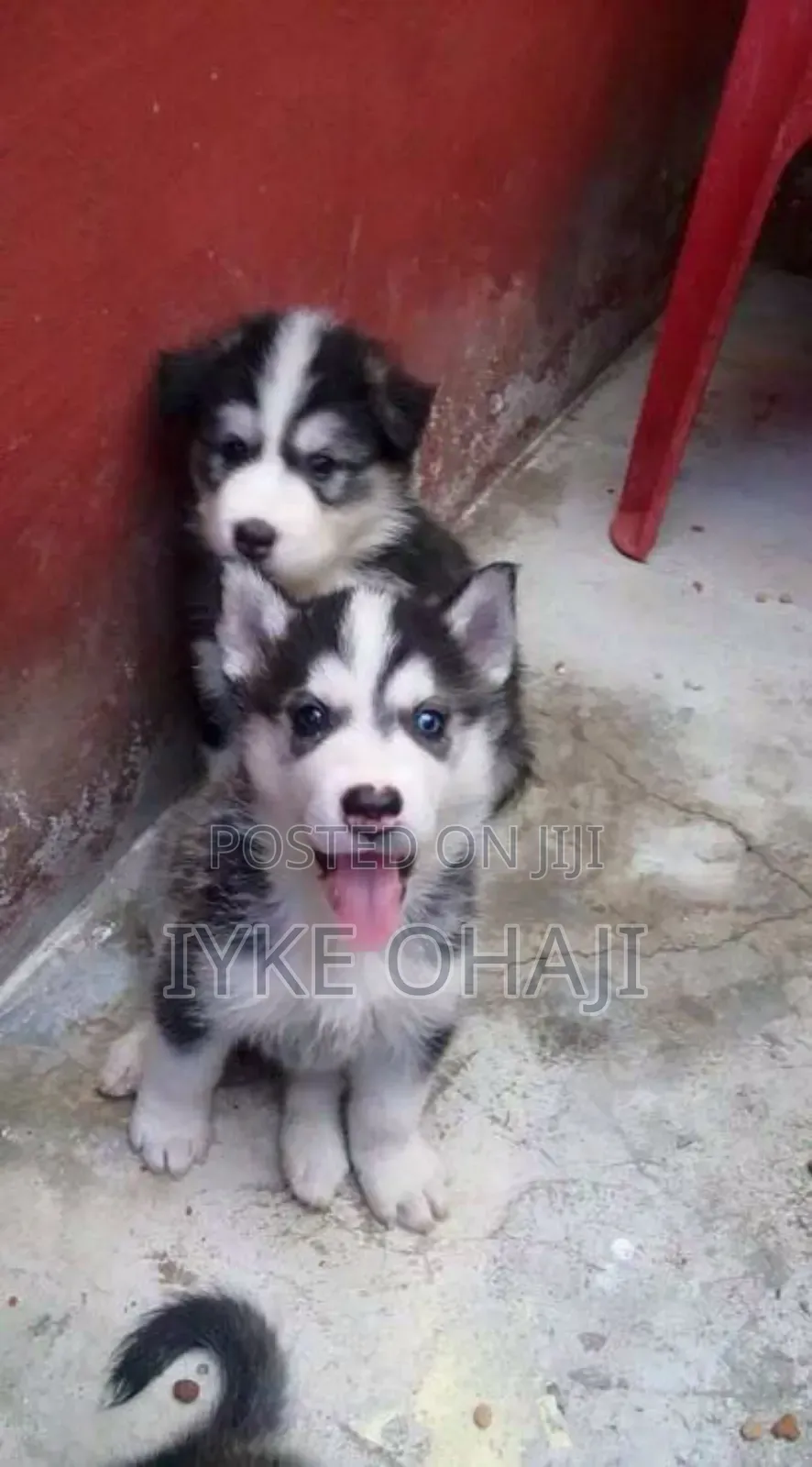 1-3 months Male Purebred Siberian Husky in Port-Harcourt - Dogs ...