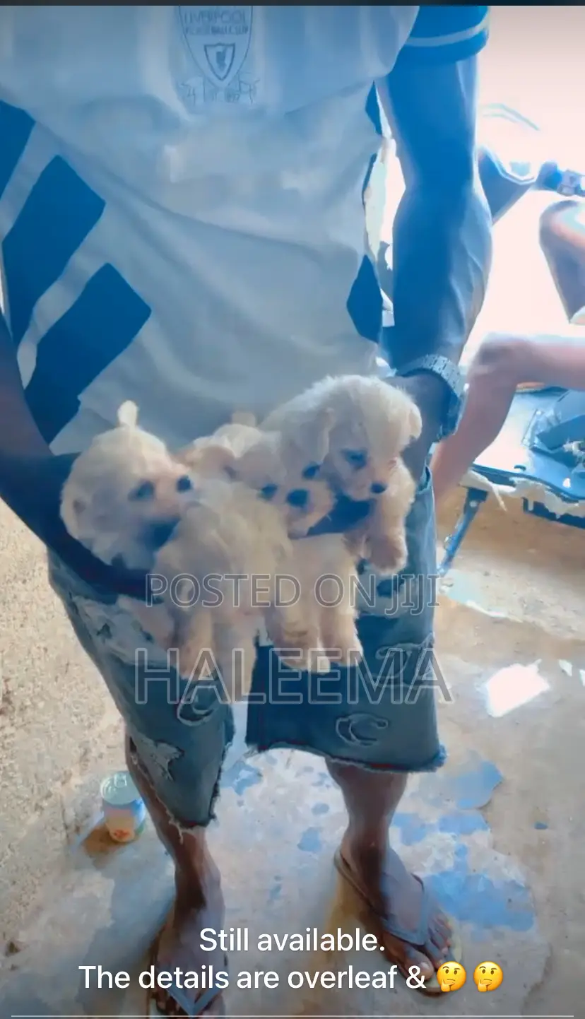 1-3 months Female Mixed Breed Lhasa Apso in Dei-Dei - Dogs & Puppies ...