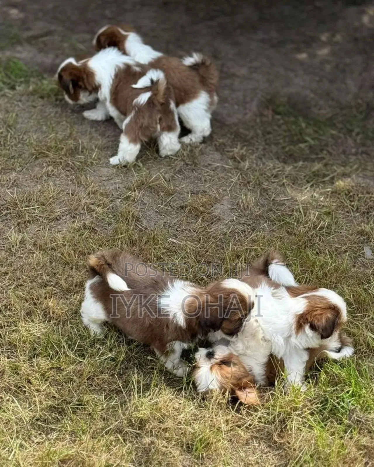 1-3 months Female Purebred Lhasa Apso in Port-Harcourt - Dogs & Puppies ...