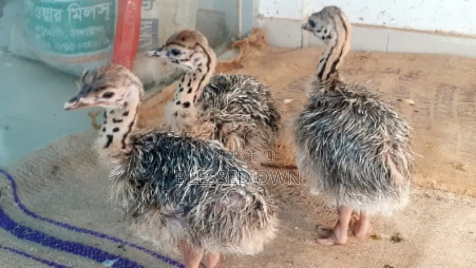 Ostriches Chicks Are Available in Alimosho - Birds, Bamidele Bukola ...
