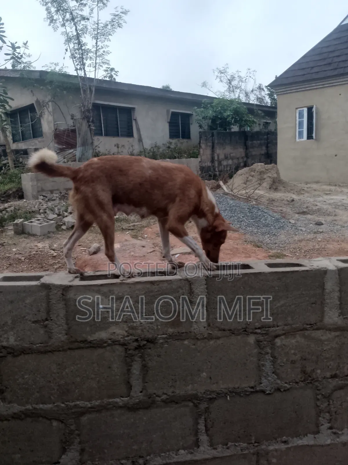 1+ year Female Mixed Breed Dog in Ibadan - Dogs & Puppies, Micheal ...