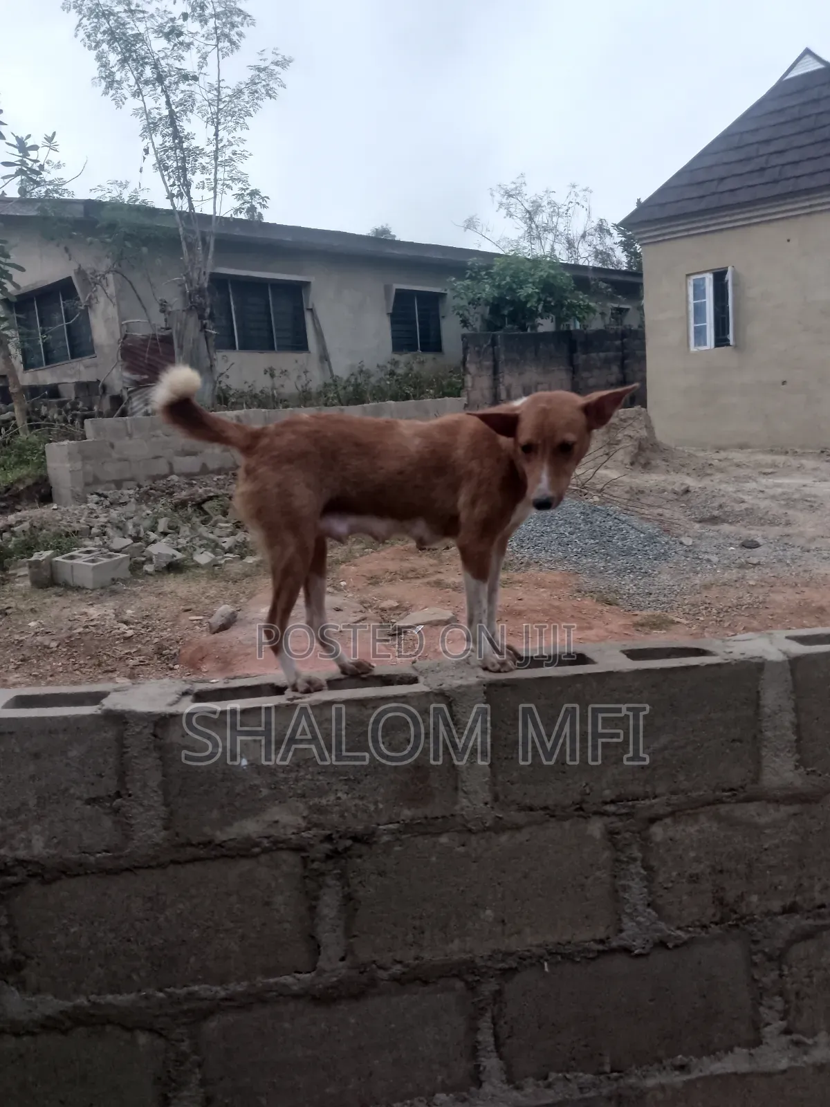 1+ year Female Mixed Breed Dog in Ibadan - Dogs & Puppies, Micheal ...
