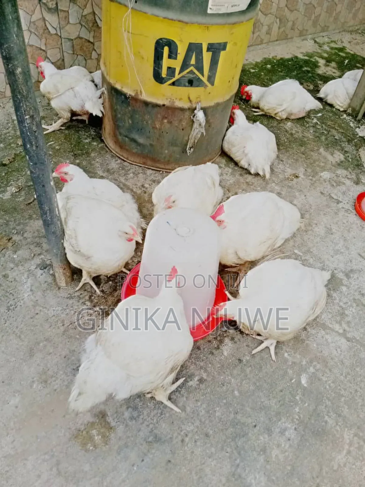Life and Dressed Chicken and Food Stuffs in Zuba - Farm Animals, Ginika ...