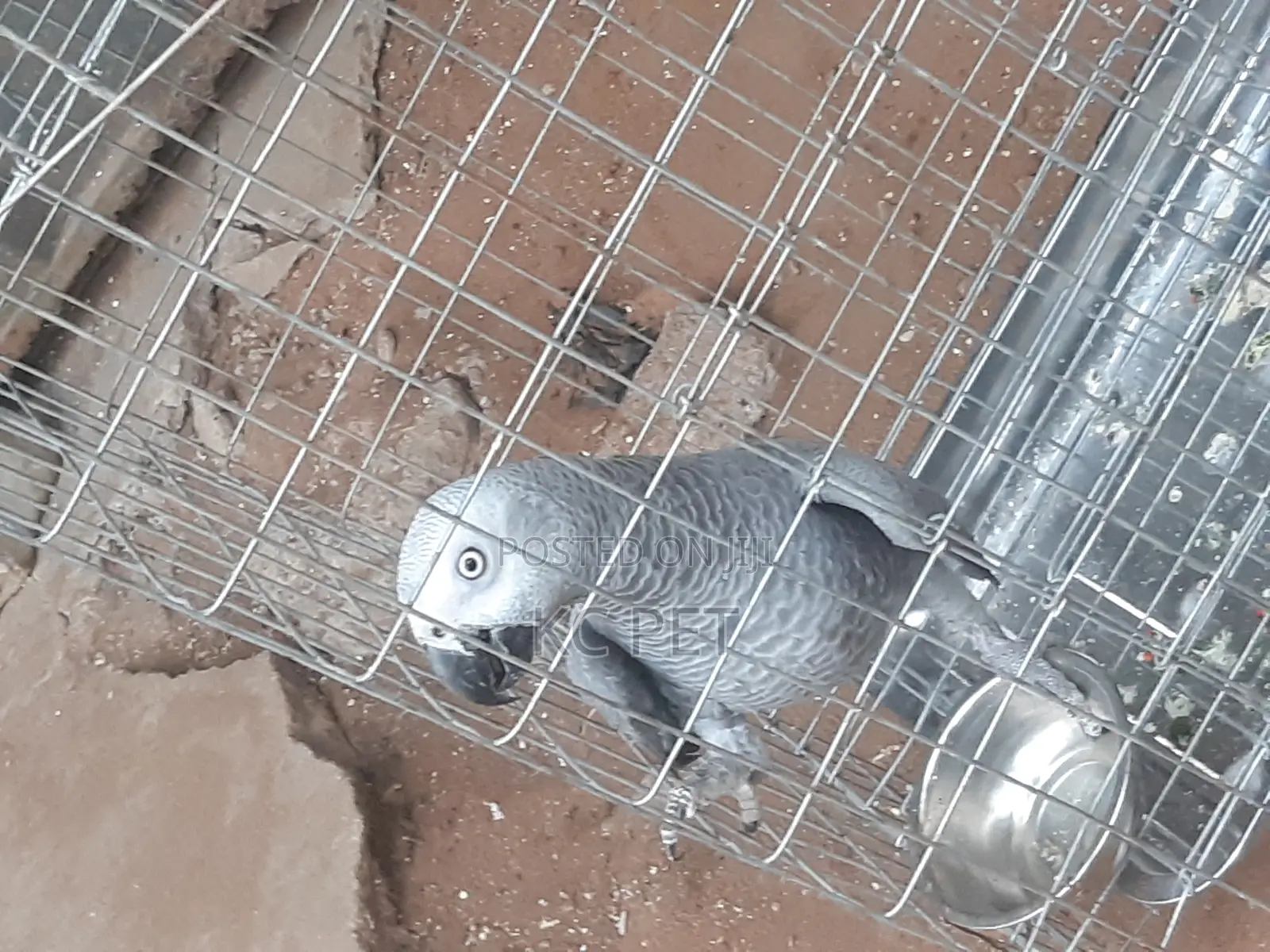 Talking African Grey in Owerri - Birds, Kc Pet | Jiji.ng