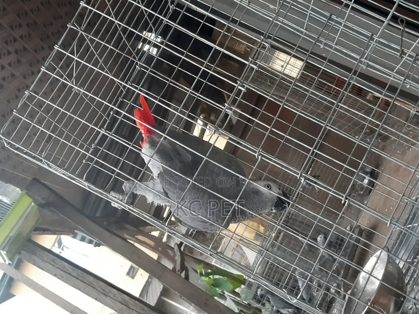 Talking African Grey in Owerri - Birds, Kc Pet | Jiji.ng