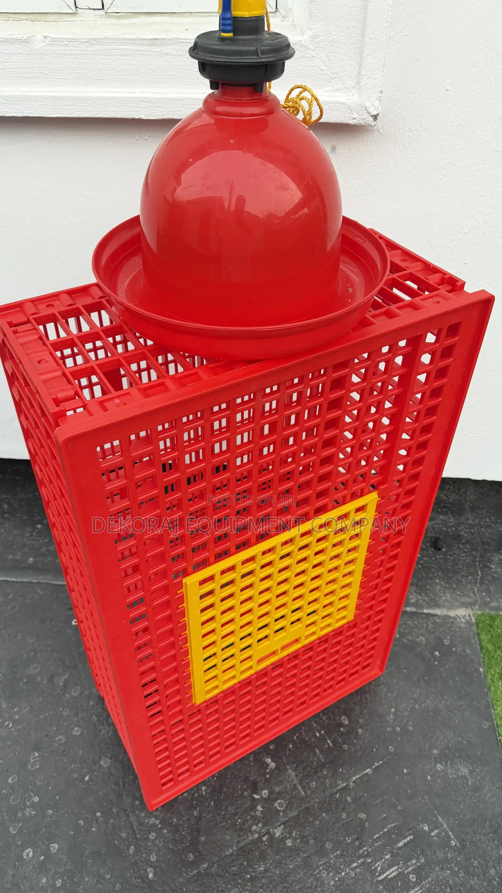 Exclusive Indian Bell Drinker ,This Is Premium Type ,Day Old Birds in ...