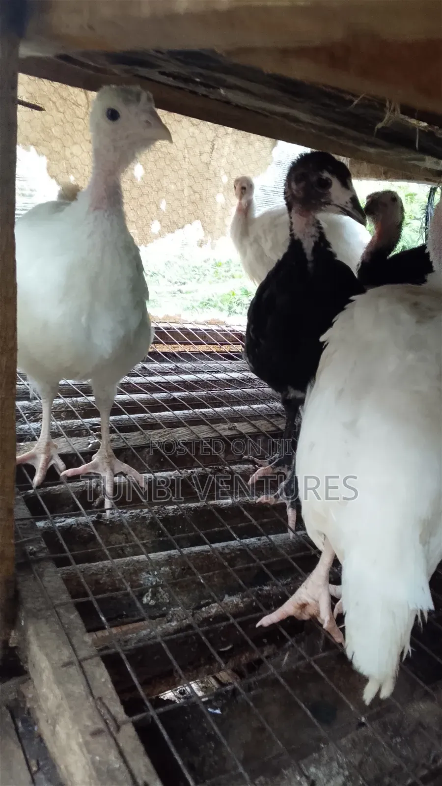 9 Weeks Local Turkeys in Ikotun/Igando - Farm Animals, Matthew Ojo ...