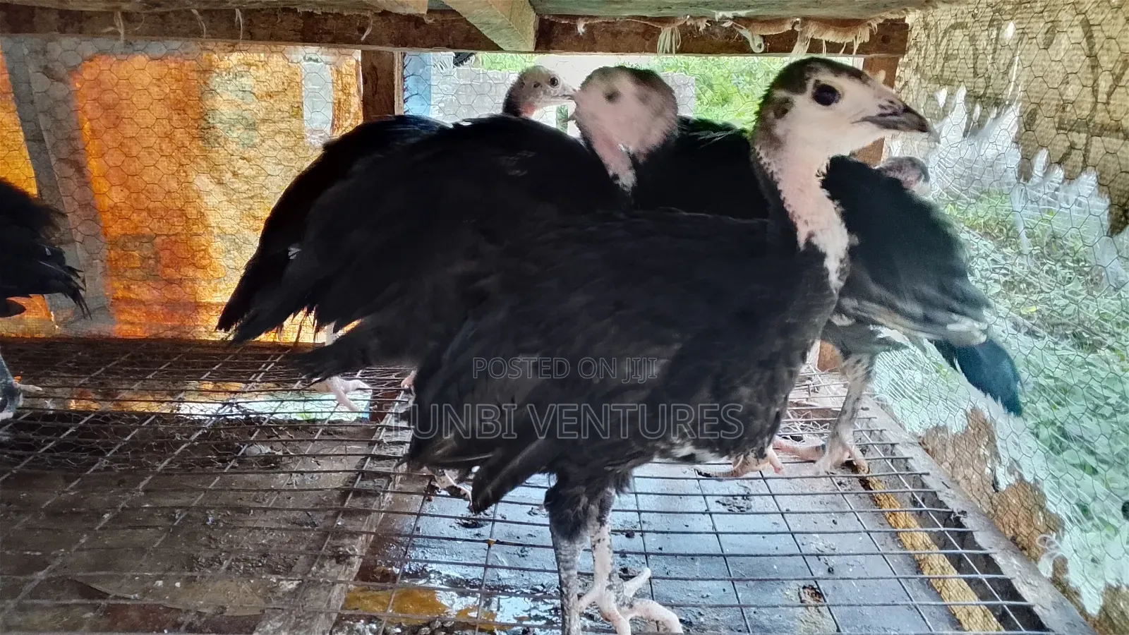 9 Weeks Local Turkeys in Ikotun/Igando - Farm Animals, Matthew Ojo ...