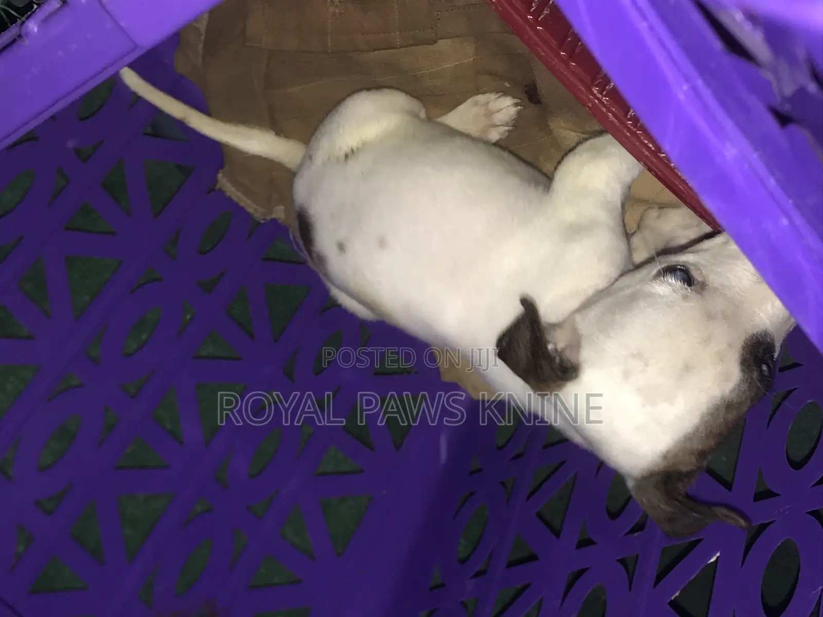 0-1 month Female Purebred American Pit Bull Terrier in Alimosho - Dogs ...
