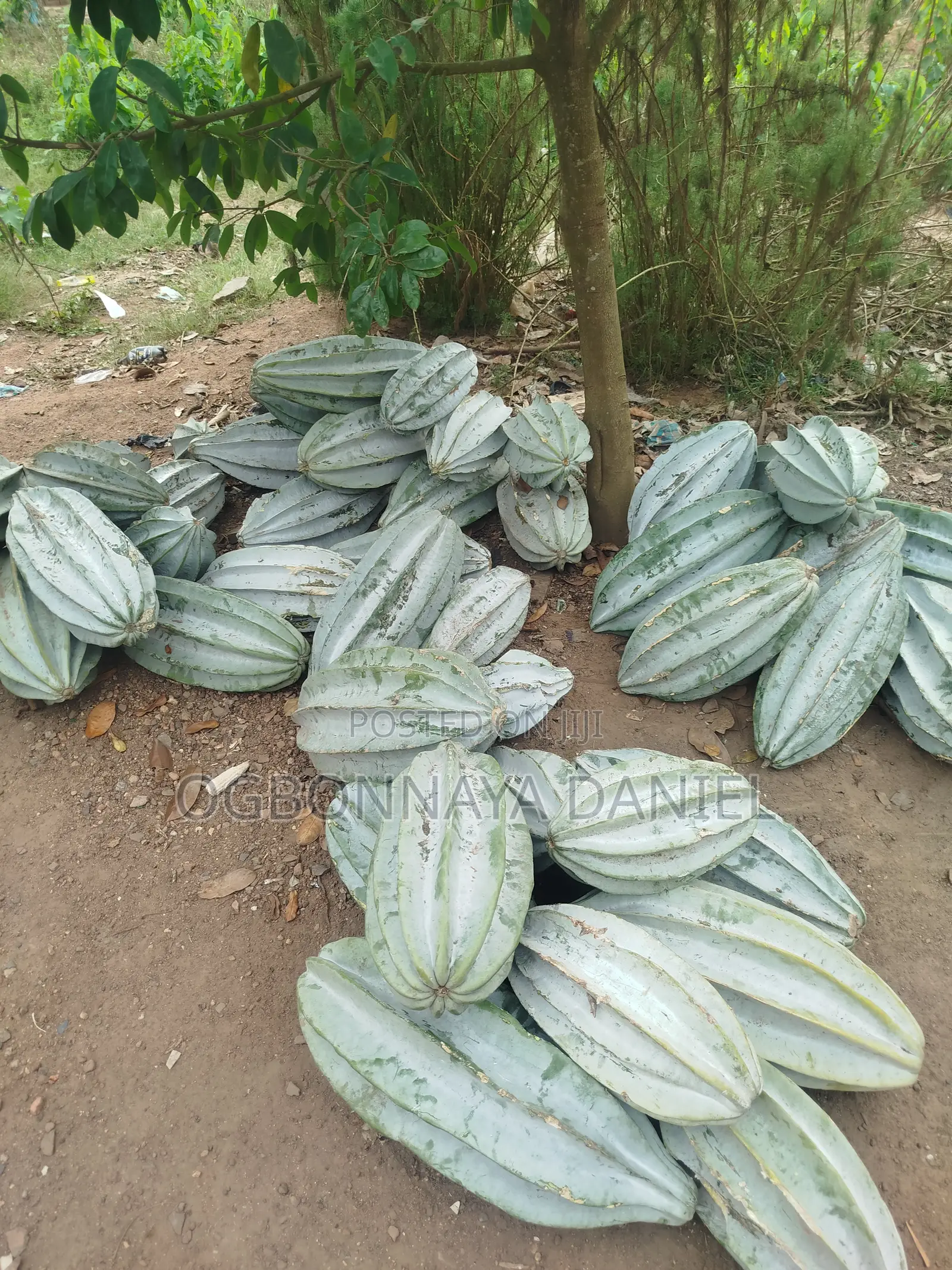 Ugwu Seed / Pod in Ilesa - Seeds & Fertilizers, Ogbonnaya Daniel | Jiji.ng