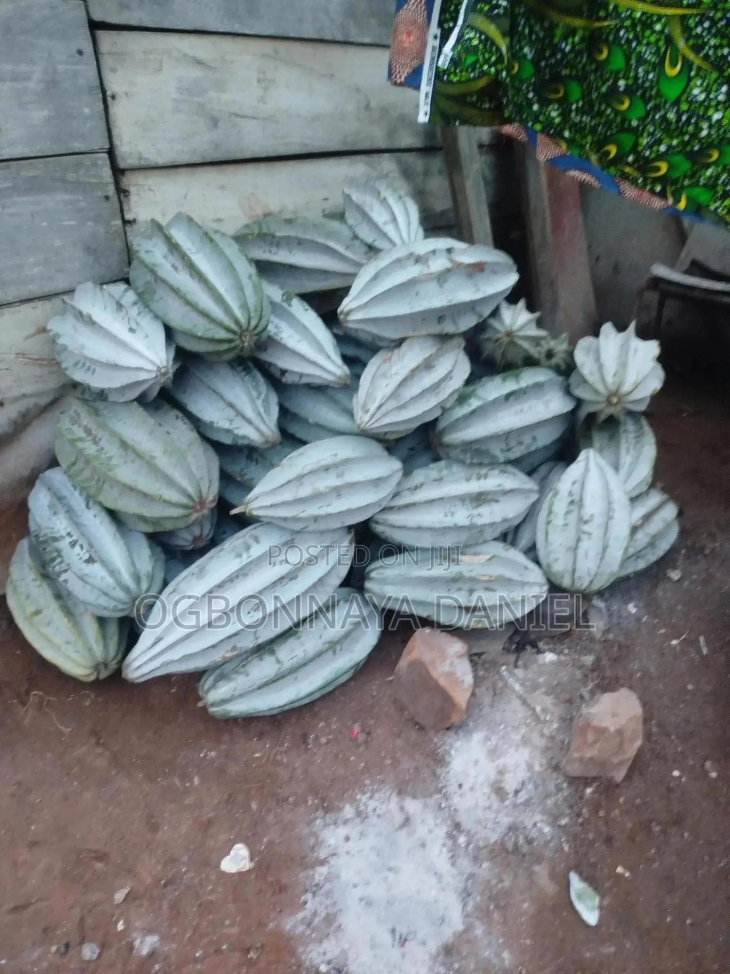 Ugwu Seed / Pod in Ilesa - Seeds & Fertilizers, Ogbonnaya Daniel | Jiji.ng