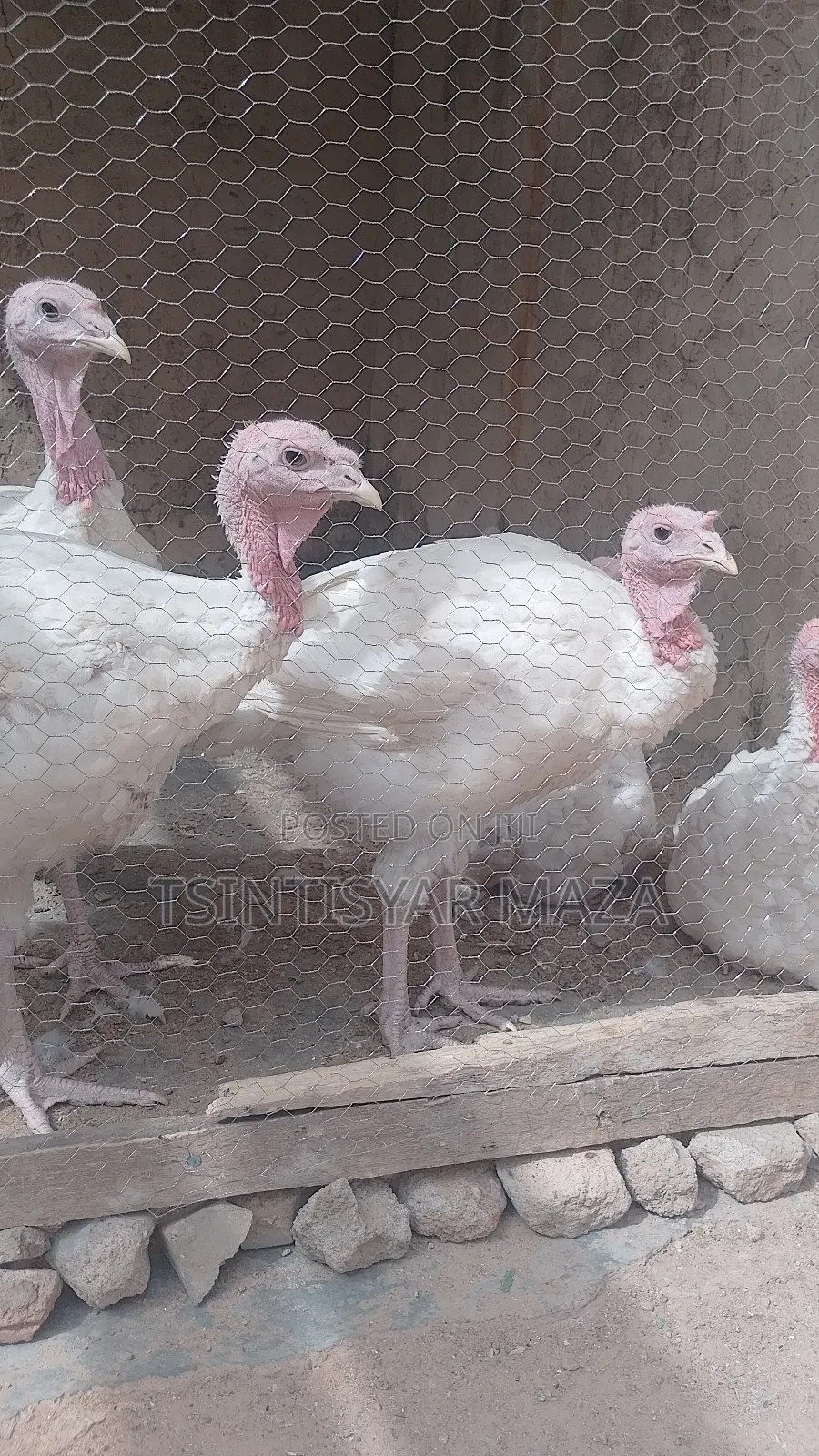 Animal Farm in Kumbotso - Other Animals, Tsintisyar Maza | Jiji.ng