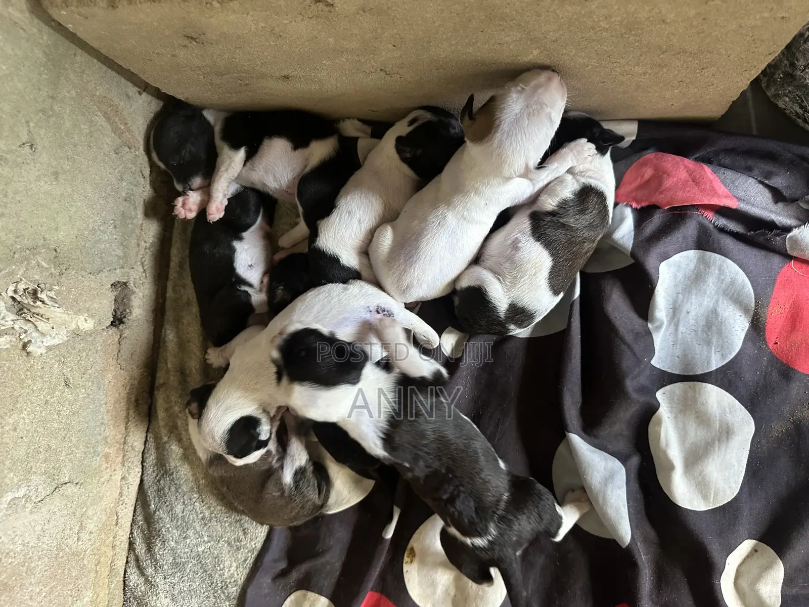 1-3 months Female Purebred American Pit Bull Terrier in Ondo State ...