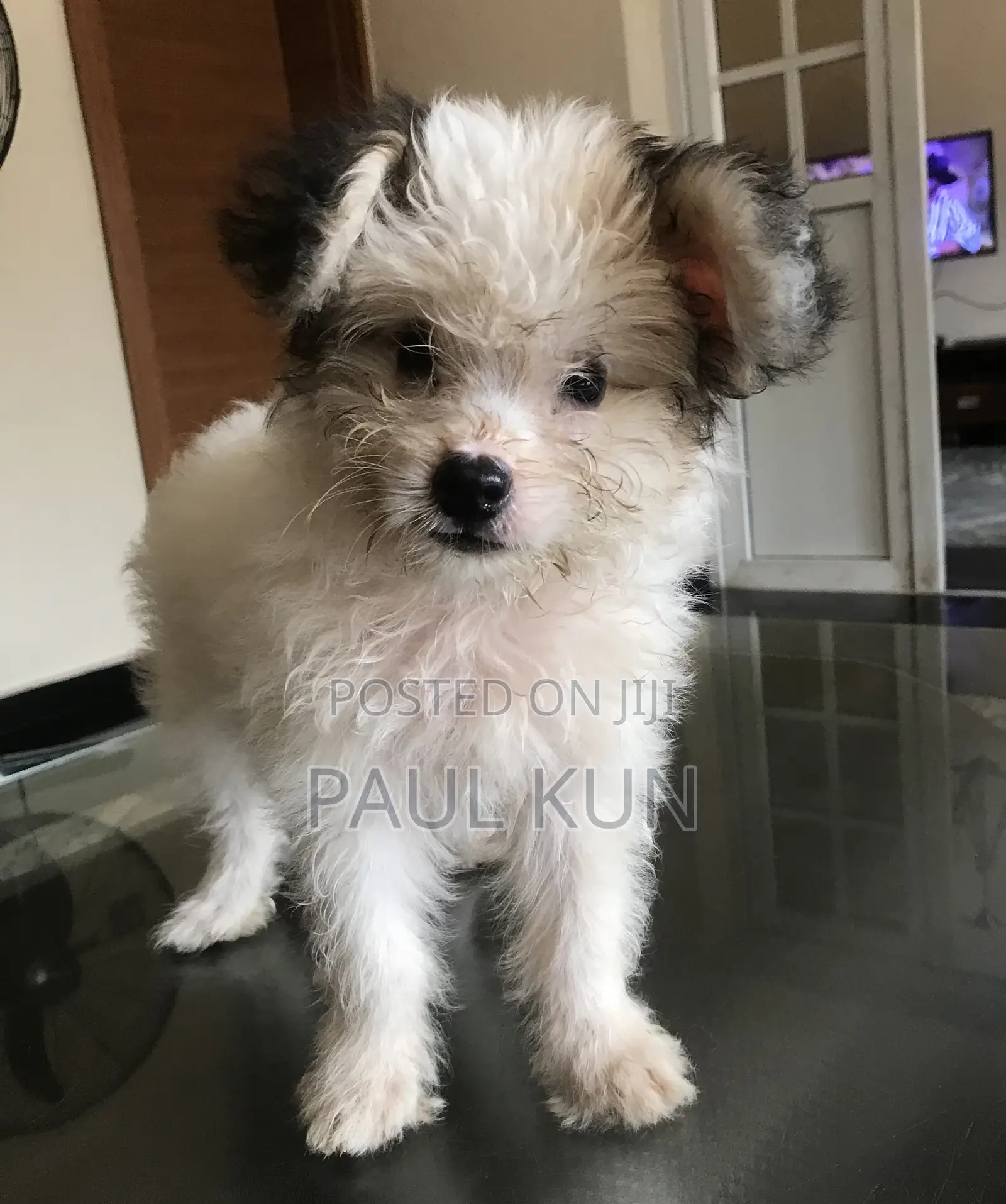 Havanese Male Puppy. Asaba in Oshimili South - Farm Animals, Paul Kun ...
