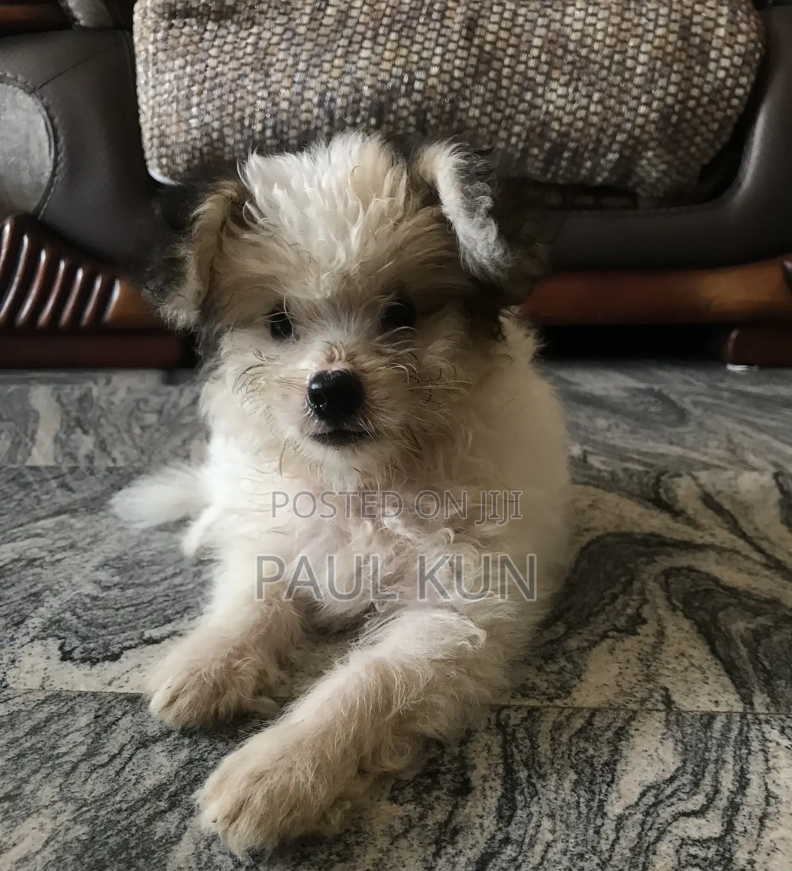 Havanese Male Puppy. Asaba in Oshimili South - Farm Animals, Paul Kun ...