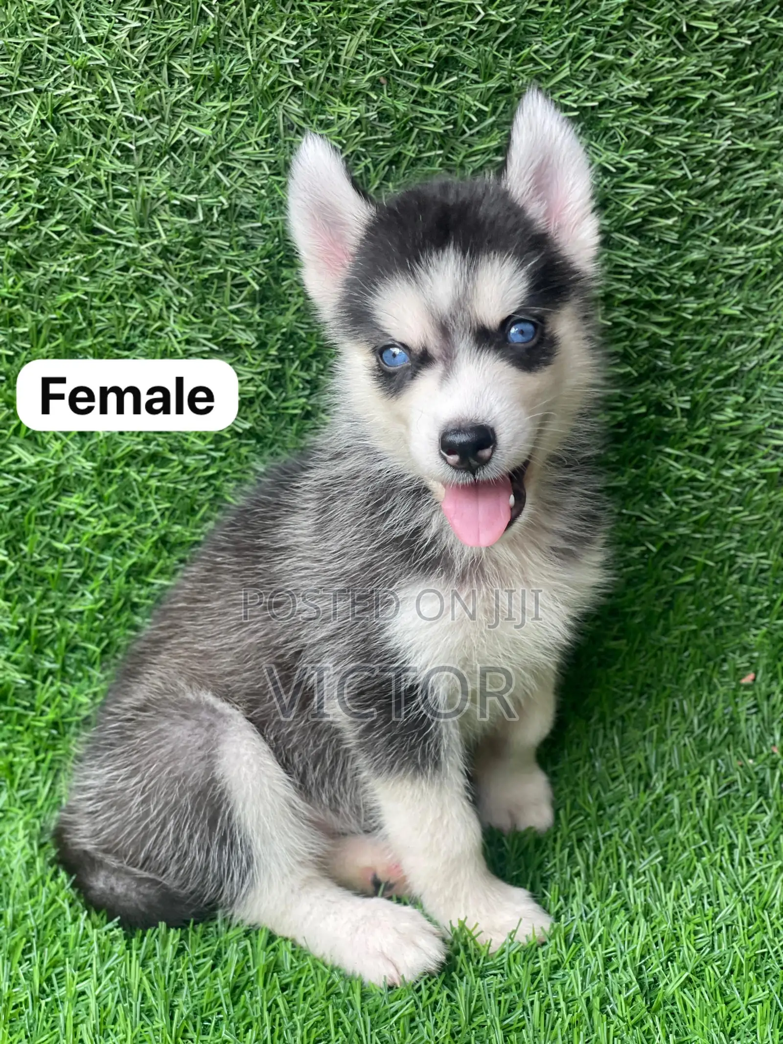 1-3 months Female Purebred Siberian Husky in Ajah - Dogs & Puppies ...