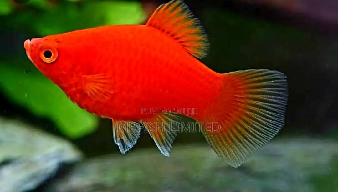 Red Platy Fish in Alimosho - Fish, Israel Adediran | Jiji.ng