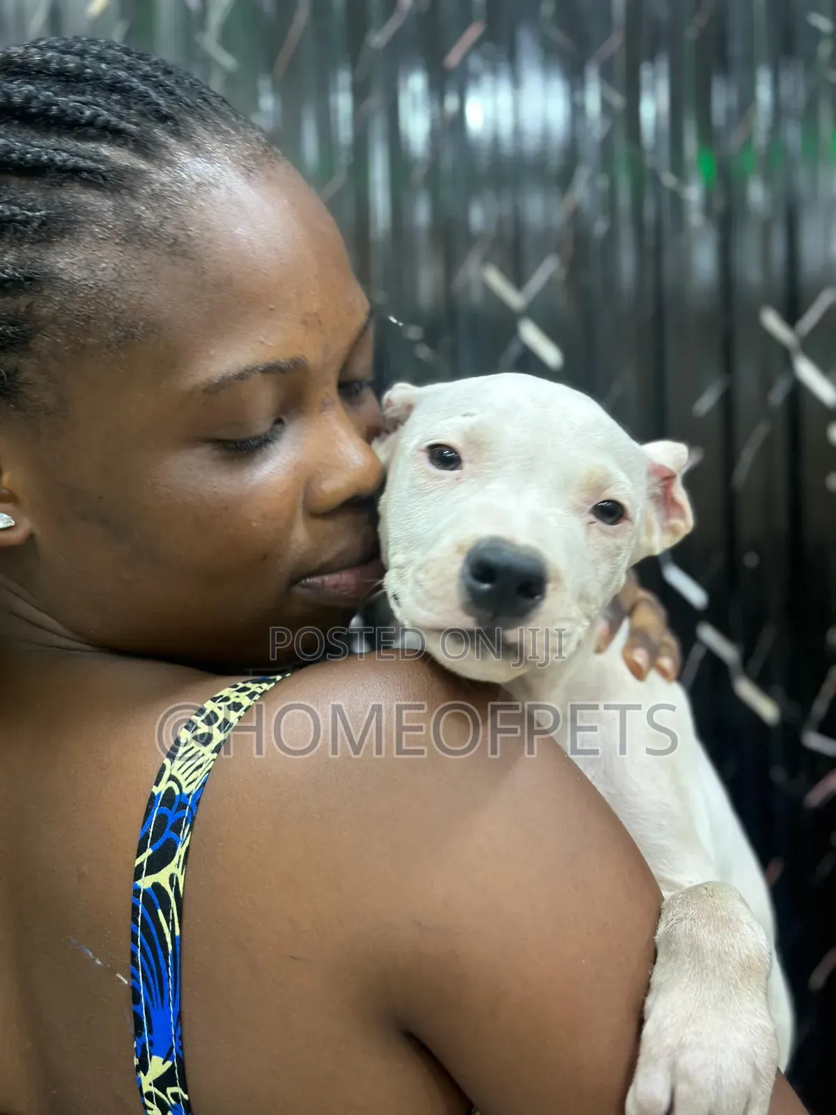 1-3 months Male Purebred American Pit Bull Terrier in Akure - Dogs ...