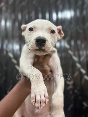 1-3 months Male Purebred American Pit Bull Terrier in Akure - Dogs ...
