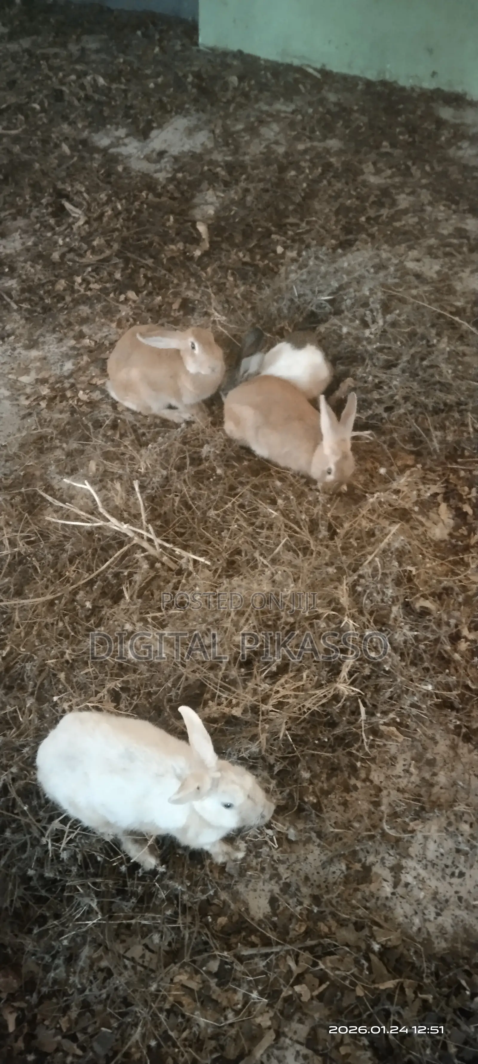 Get Your Well Breed Rabbits in Onitsha - Farm Animals, Artilla Pikasso ...