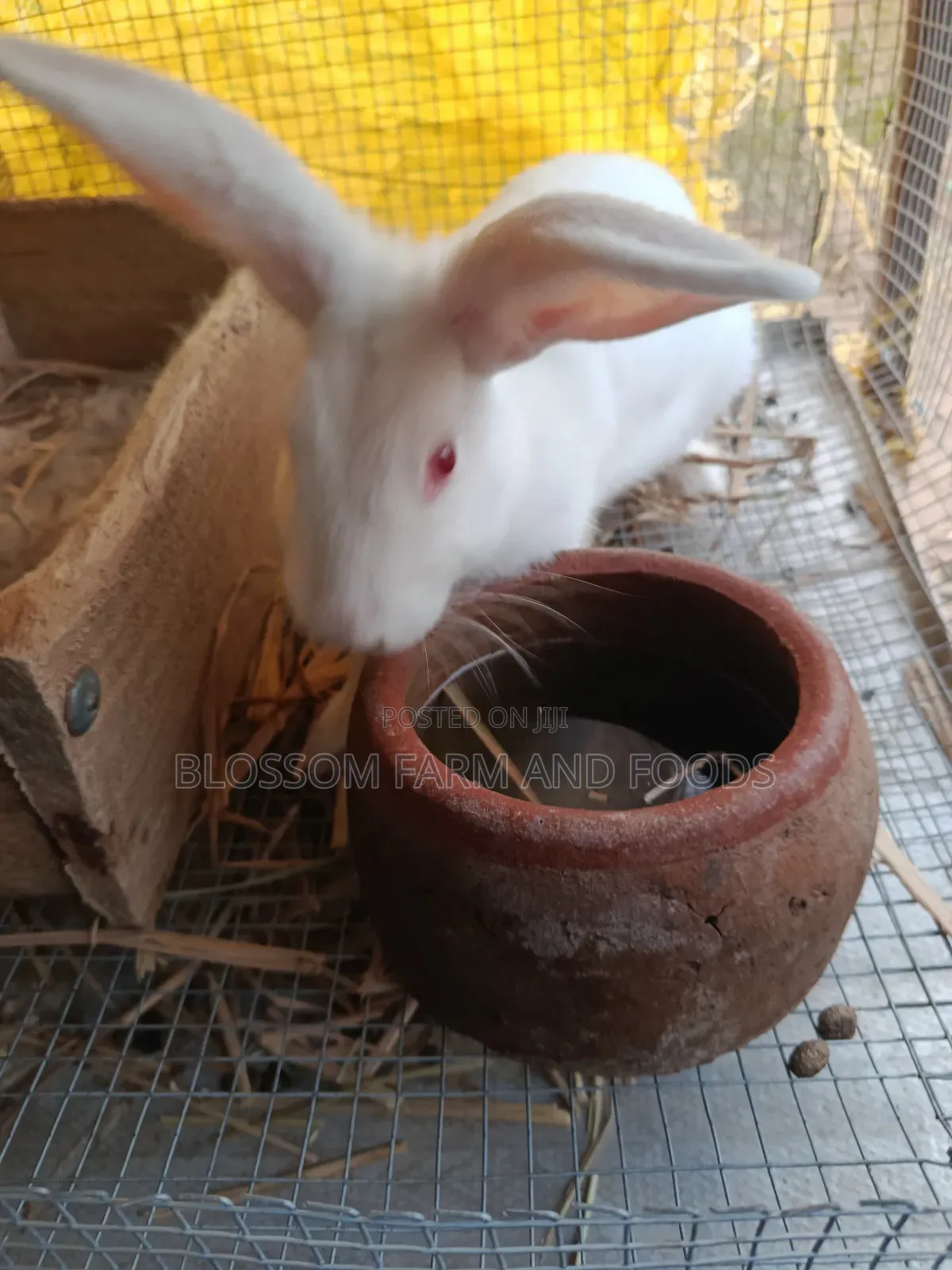 Rabbit(Mother and 6 Kits in Ilorin East - Farm Animals, Hassan Aishat ...