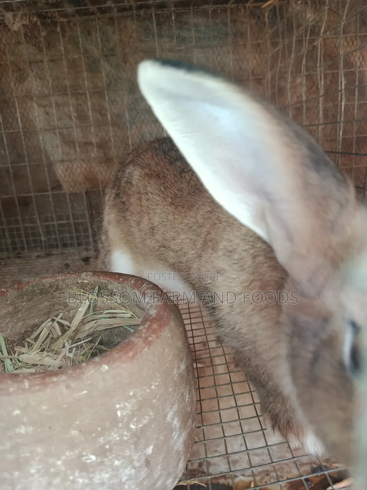 Matured Rabbit Doe in Ilorin East - Farm Animals, Hassan Aishat | Jiji.ng