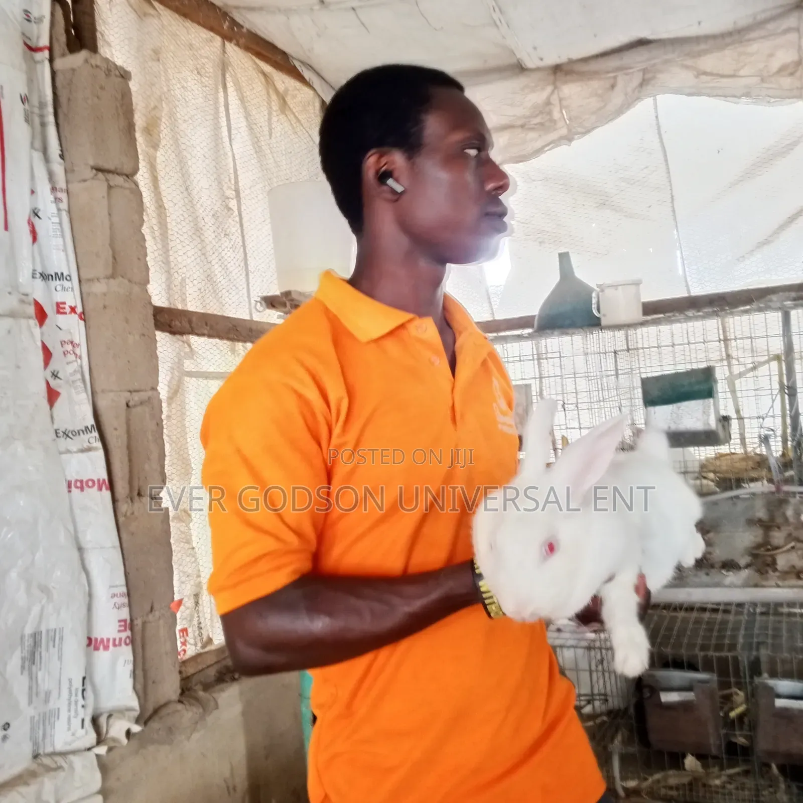 Quality Mature Rabbit for Sale in Egbeda - Farm Animals, Oluwafemi ...