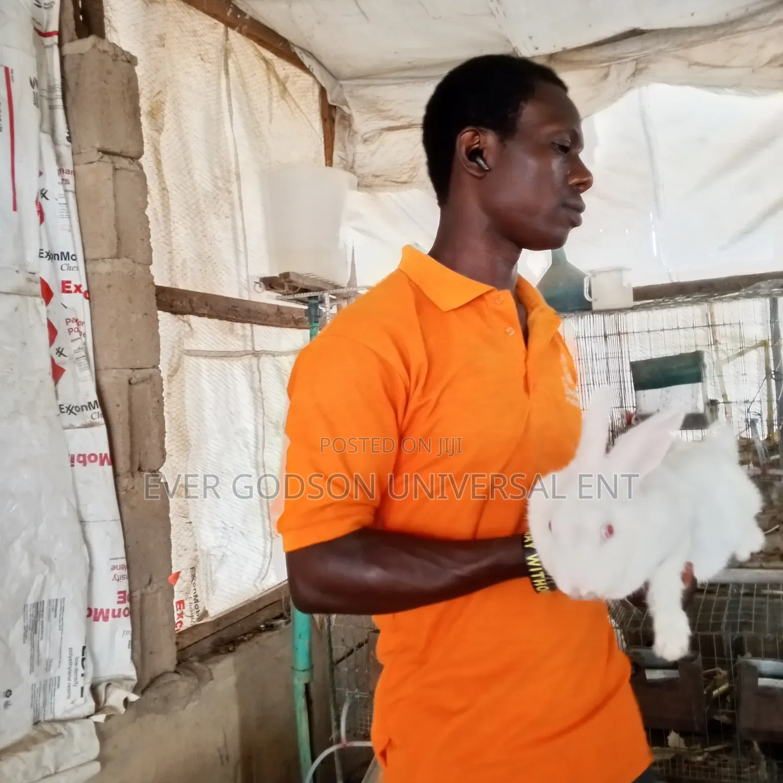 Quality Mature Rabbit for Sale in Egbeda - Farm Animals, Oluwafemi ...