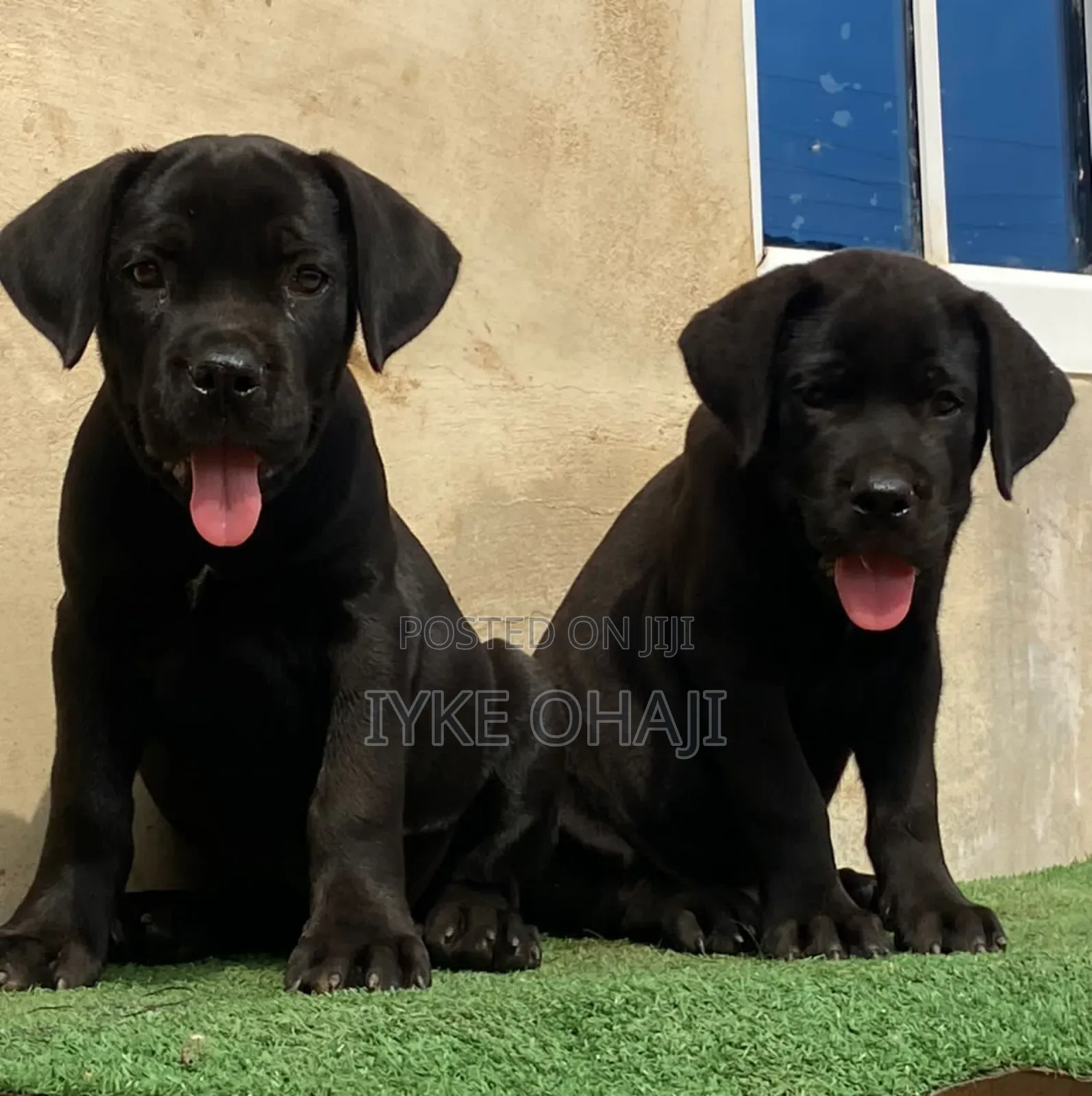 1-3 months Male Purebred Cane Corso in Port-Harcourt - Dogs & Puppies ...