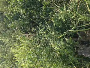 One Full Plot Close to Winners, Cannanland Headquarters, Ota in Ado-Odo ...