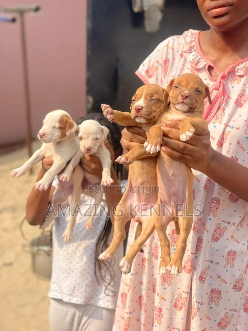 1-3 months Female Purebred American Pit Bull Terrier in Port-Harcourt ...