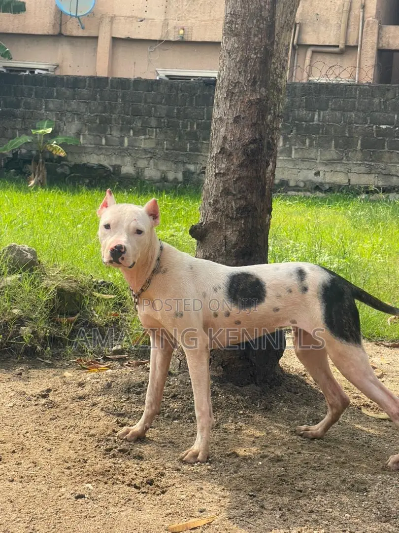 1+ year Female Purebred American Pit Bull Terrier in Port-Harcourt ...