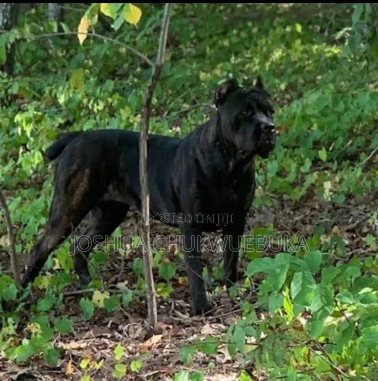 1-3 months Male Purebred Cane Corso in Karu - Dogs & Puppies, Joshua ...