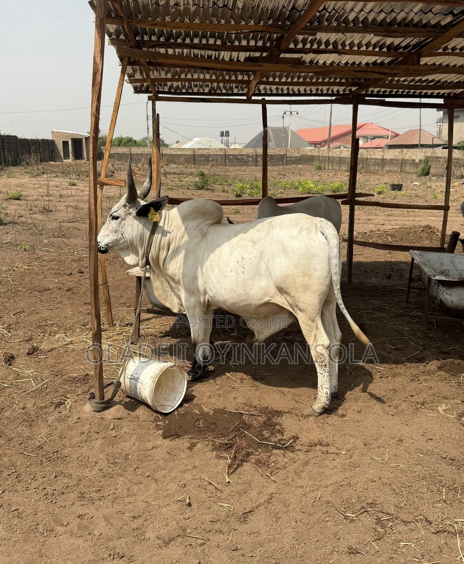 Cattle for Sale in Ilorin West - Farm Animals, Oladeji Oyinkansola ...