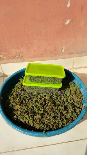 Azolla for Poultry and Livestock Feed in Gwarinpa - Farm Animal Feed ...