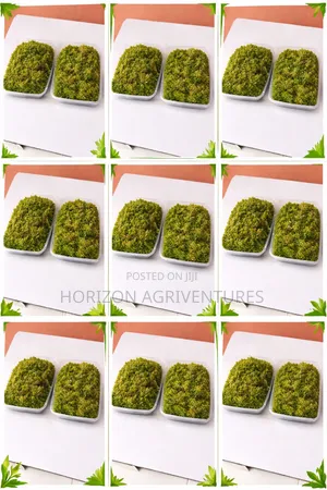 Azolla for Poultry and Livestock Feed in Gwarinpa - Farm Animal Feed ...
