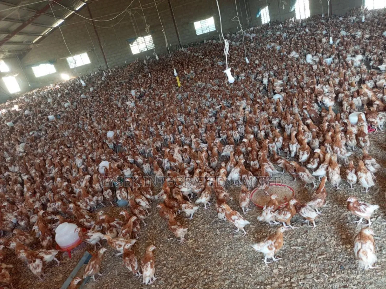 Point of Layers Birds in Wuse - Farm Animals, Lysek Integrated Limited ...