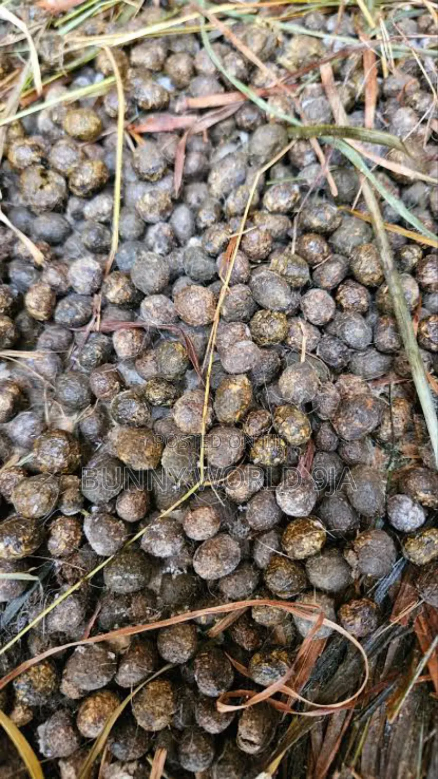 Rabbit Manure in Port-Harcourt - Seeds & Fertilizers, Kamso Agriculture ...